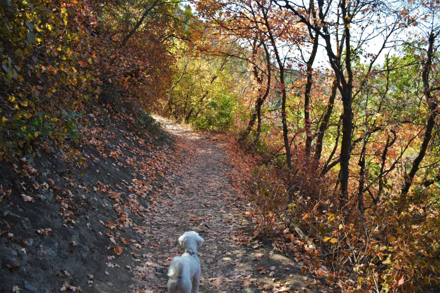 10 Popular Hiking Trails in Davis County | Discover Davis : Discover Davis
