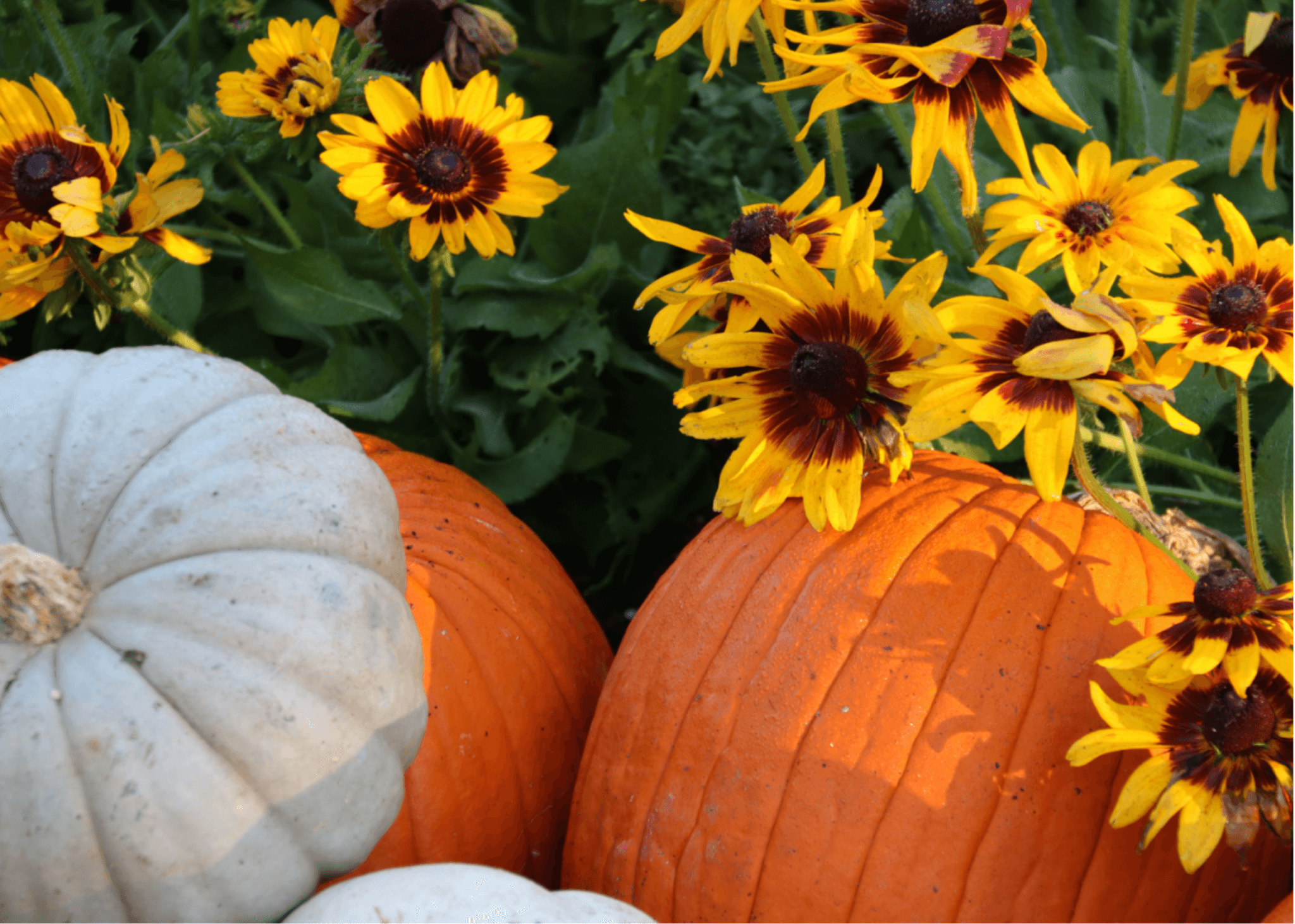 Fall Bucket List: Fun Things to do in Davis County this Fall | Discover ...