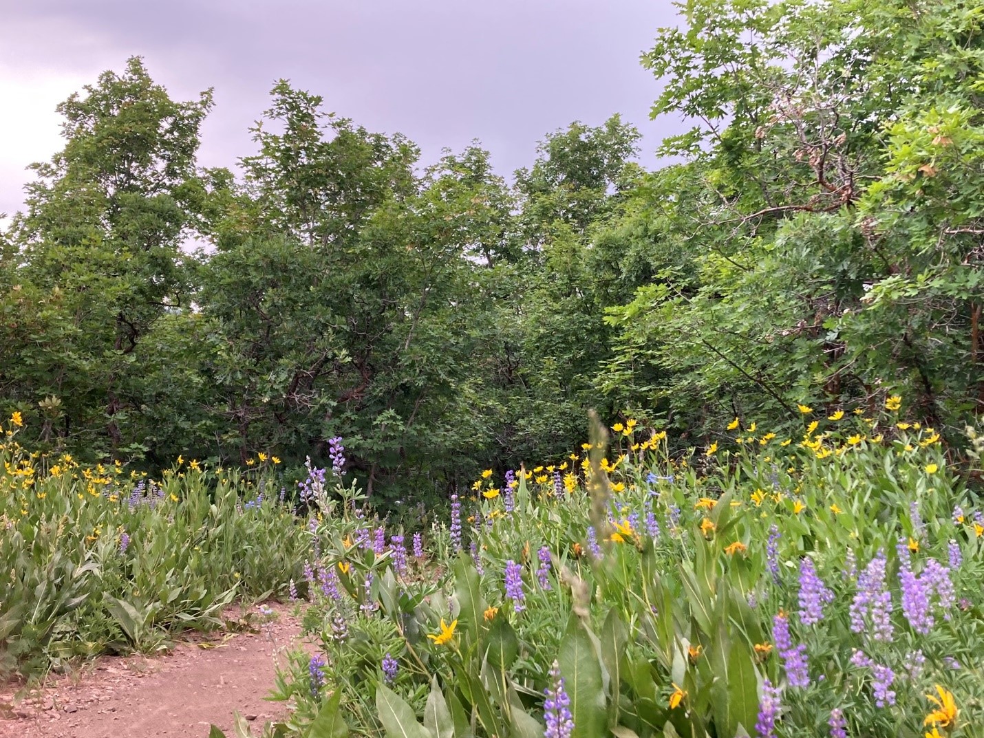 Top 5 Mountain Biking Trails In Davis County | Discover Davis ...