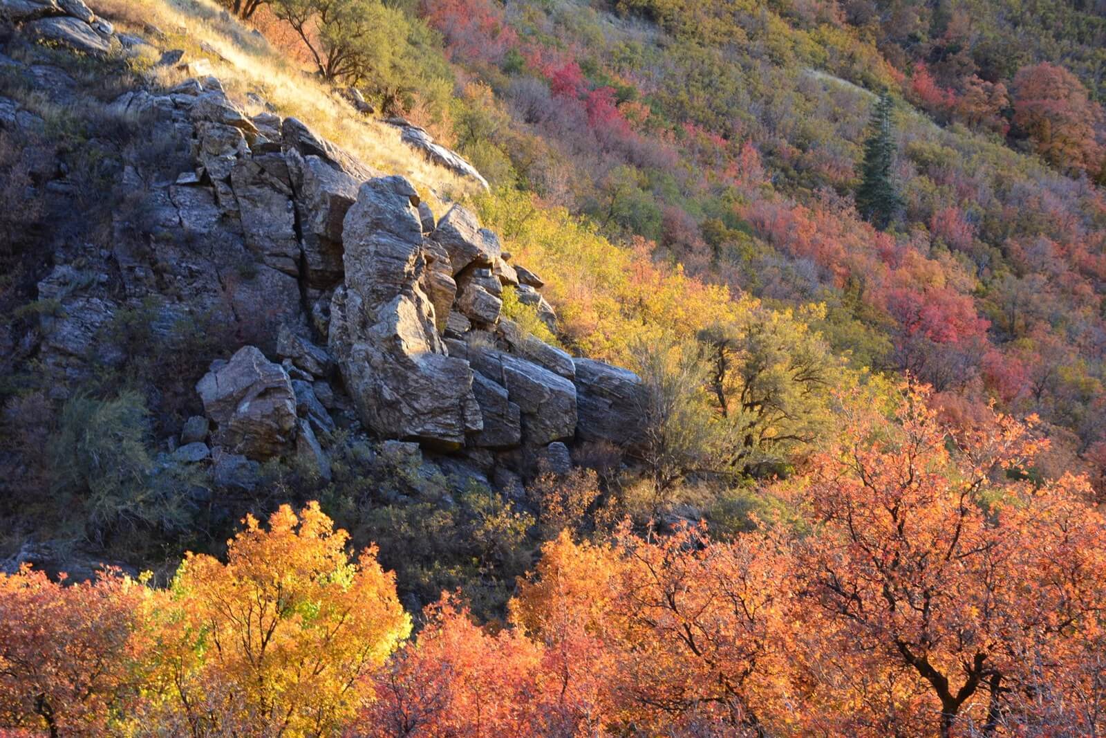 5 Places to See Fall Leaves in Davis County | Discover Davis : Discover ...