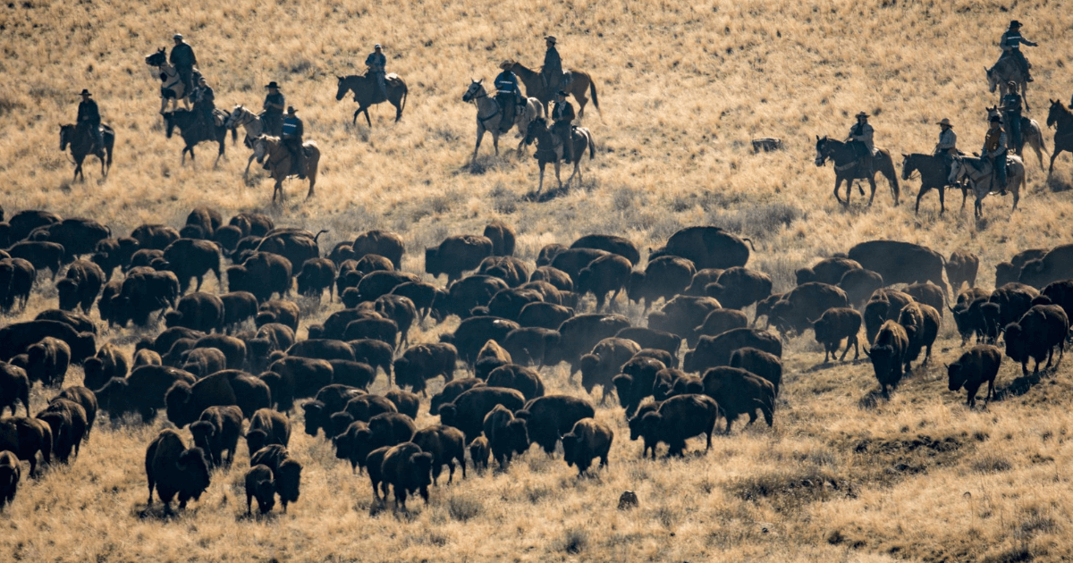 What to Know Before You Go: The Annual Bison Roundup at Antelope Island ...