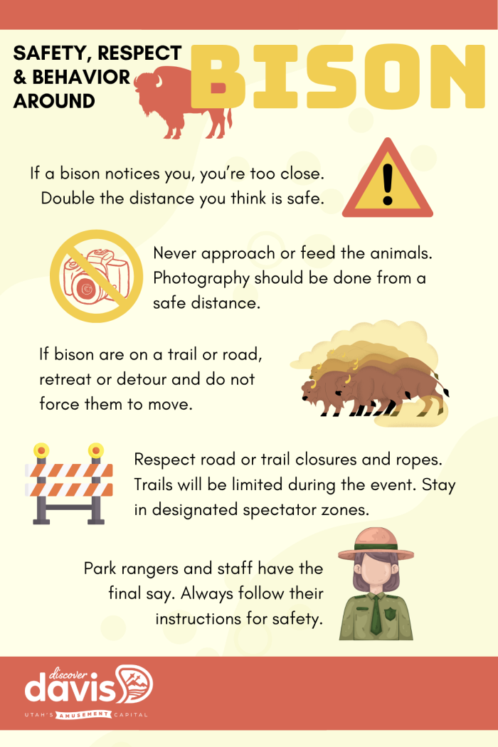 What to Know Before You Go: The Annual Bison Roundup at Antelope Island ...